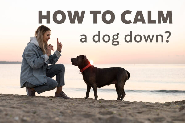 How to Calm a Dog Down: 14 Methods for Helping an Anxious Dog